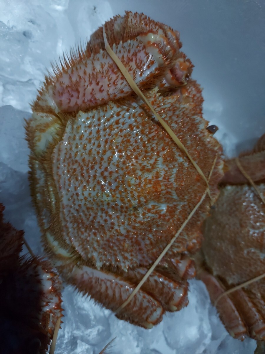 Yahoo!オークション - 5円スタート 毛がに12cm 220~250g位1匹298円即決...