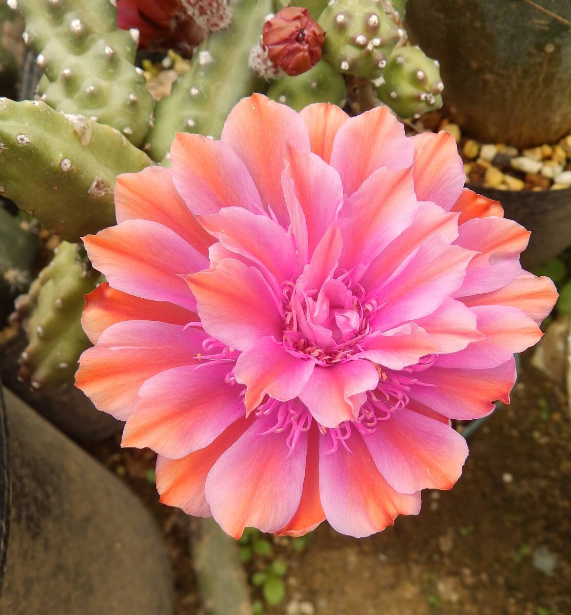 花サボテン NO.1 名「広瀬のヴィーナス」 カキ仔自根苗 ポット 花サボテン NO.1 名「広瀬のヴィーナス」 カキ仔自根苗 ポット