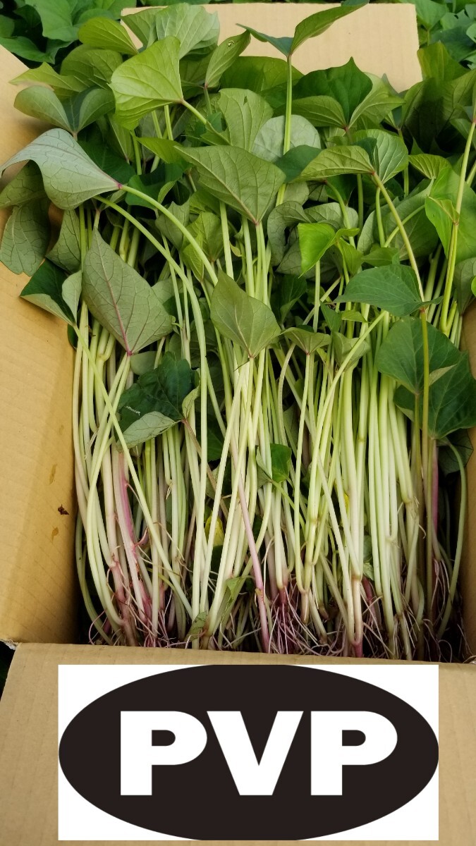 野菜苗40本5月上旬発送分茨城県産紅はるかさつまいも苗ウイルス 野菜苗40本5月上旬発送分茨城県産紅はるかさつまいも苗ウイルス