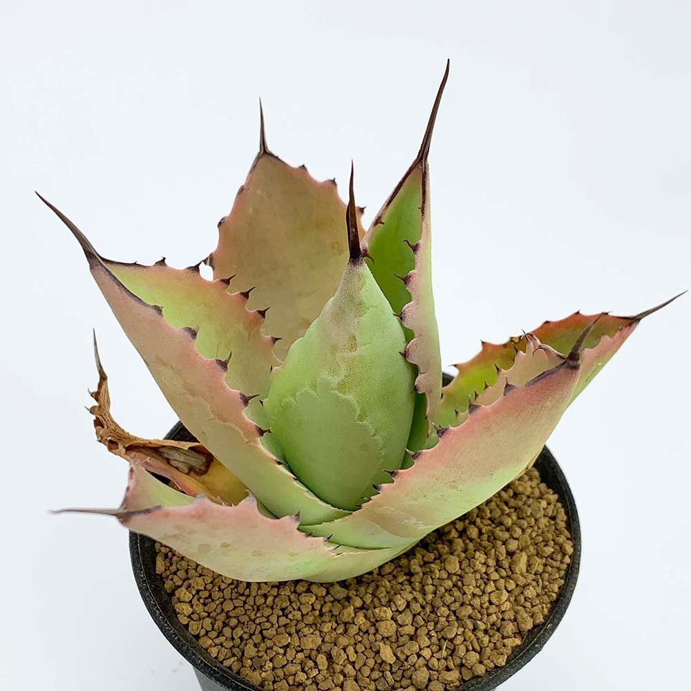 Yahoo!オークション - アガベ シャウイー×イシスメンシス ハイブリッ...