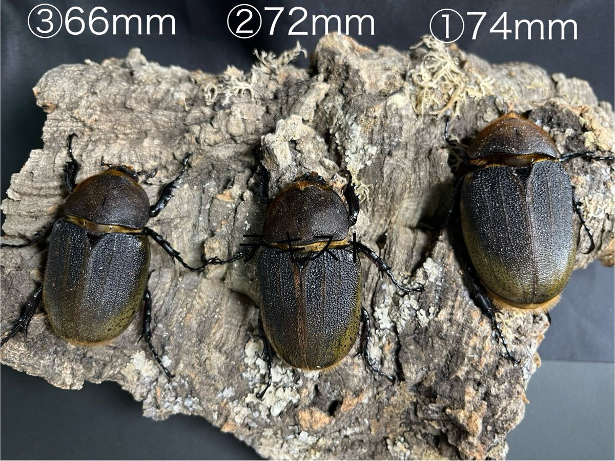 Yahoo!オークション - DHヘラクレス♀3匹 74mm・72mm・66mm