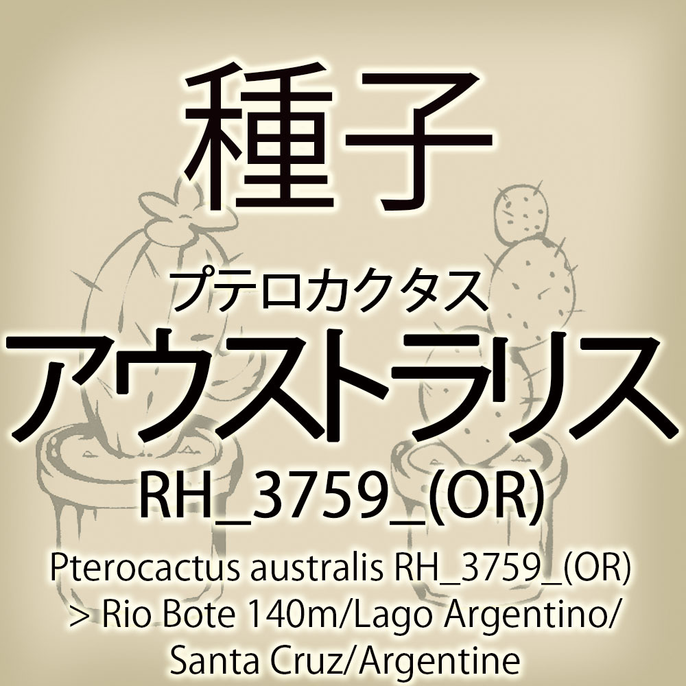 Yahoo!オークション - 【輸入種子】プテロカクタス・アウストラリス Pt...