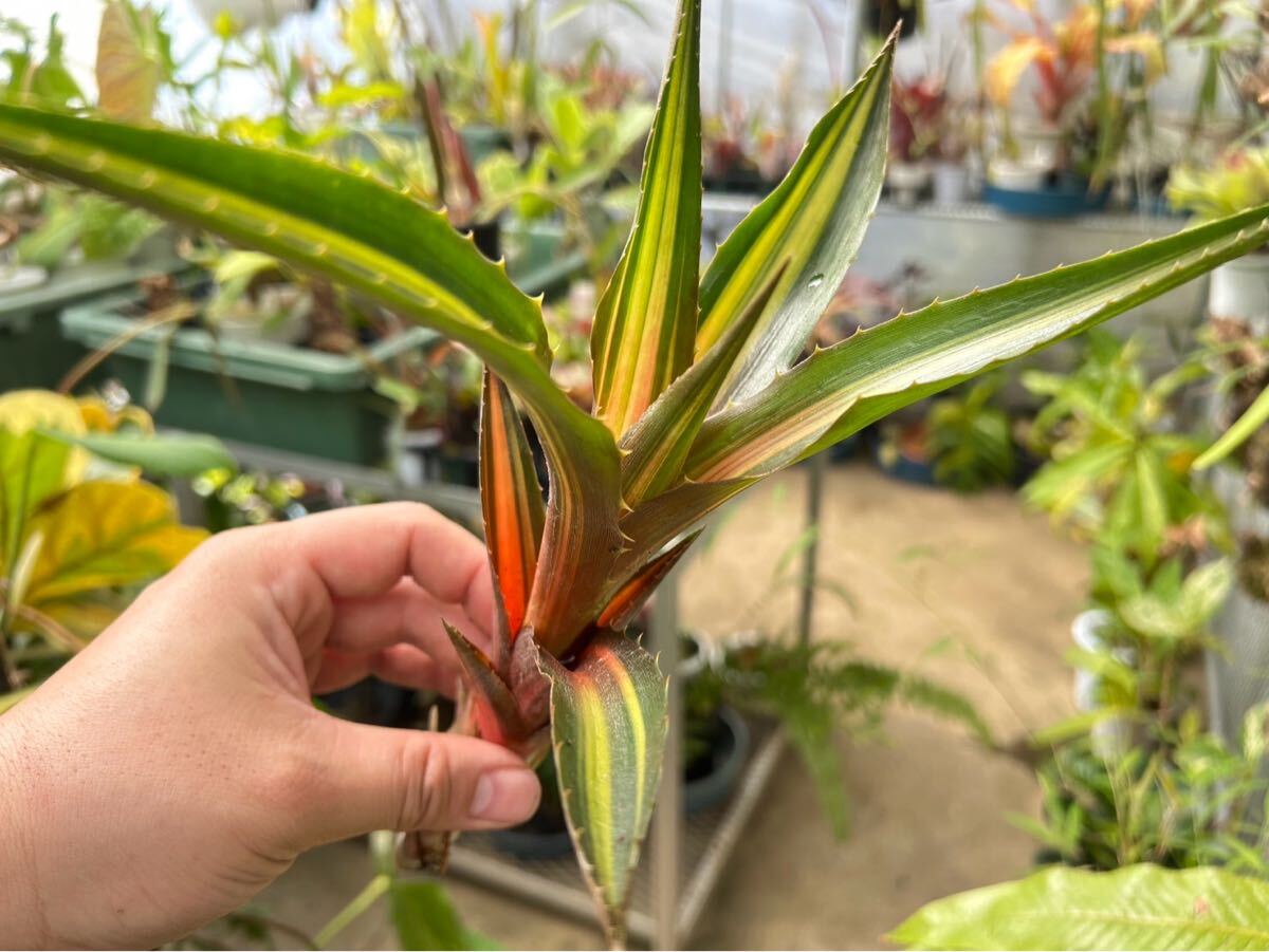 Yahoo!オークション - エクメア・マグダレナエ・クアドリカラー Aechme...