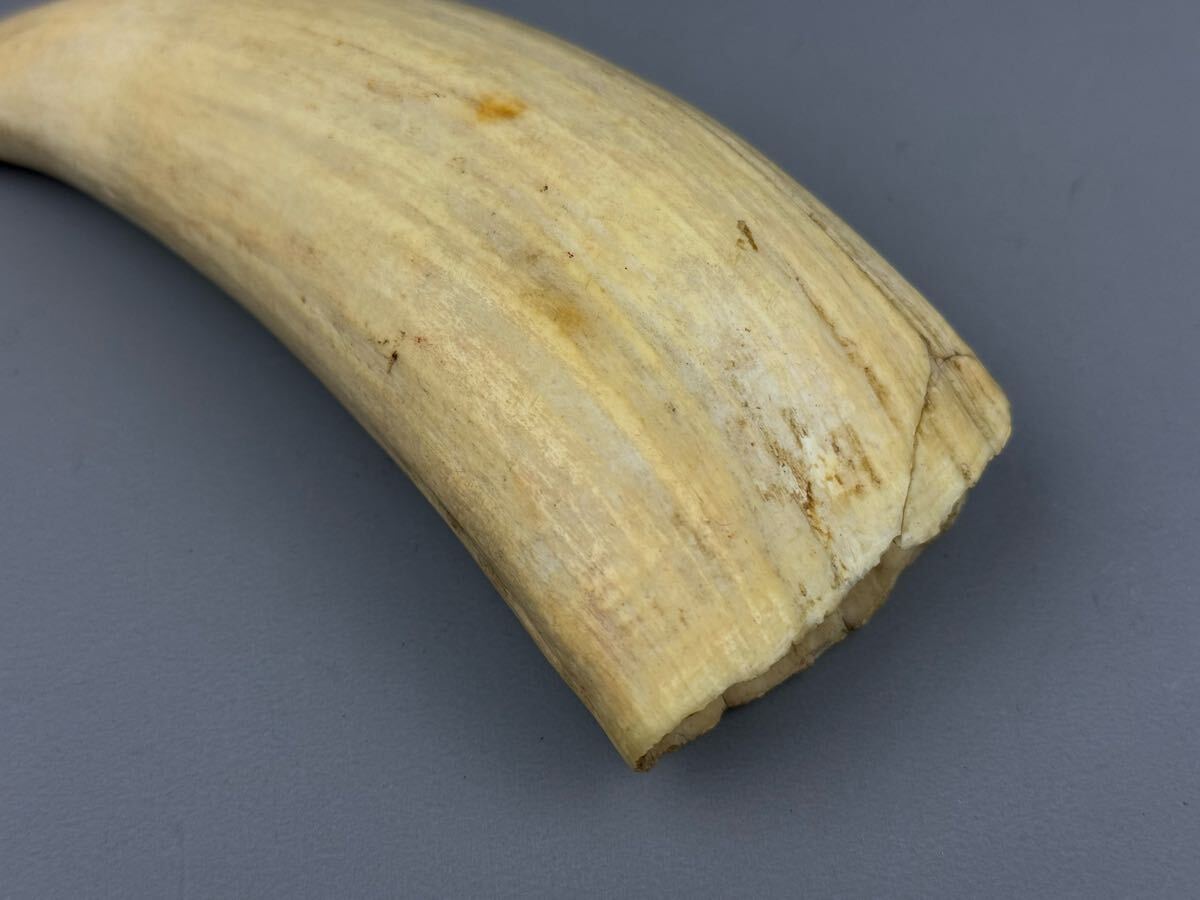 マッコウクジラ 鯨歯 286.1g 香鯨 天然素材 置物 標本 彫刻材料 マッコウクジラ 鯨歯 286.1g 香鯨 天然素材 置物 標本 彫刻材料