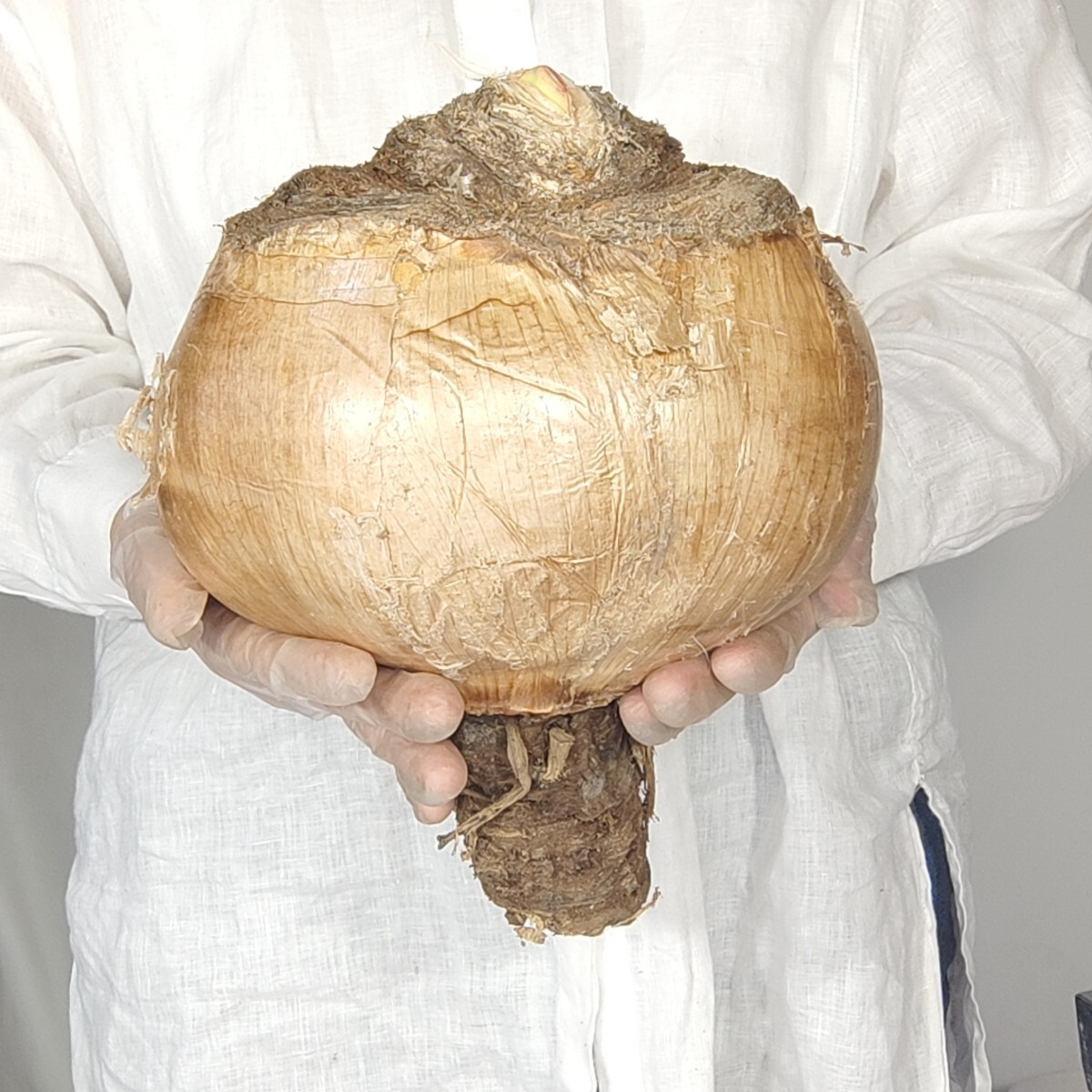 Yahoo!オークション - 【直輸入】ハエマンソイデス F018 ブーファン・...