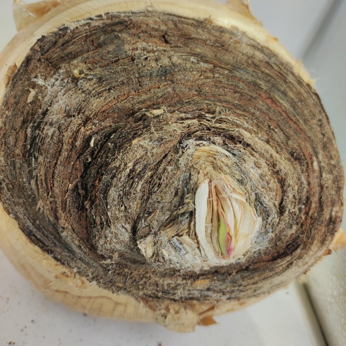 Yahoo!オークション - 【直輸入】ハエマンソイデス F018 ブーファン・...