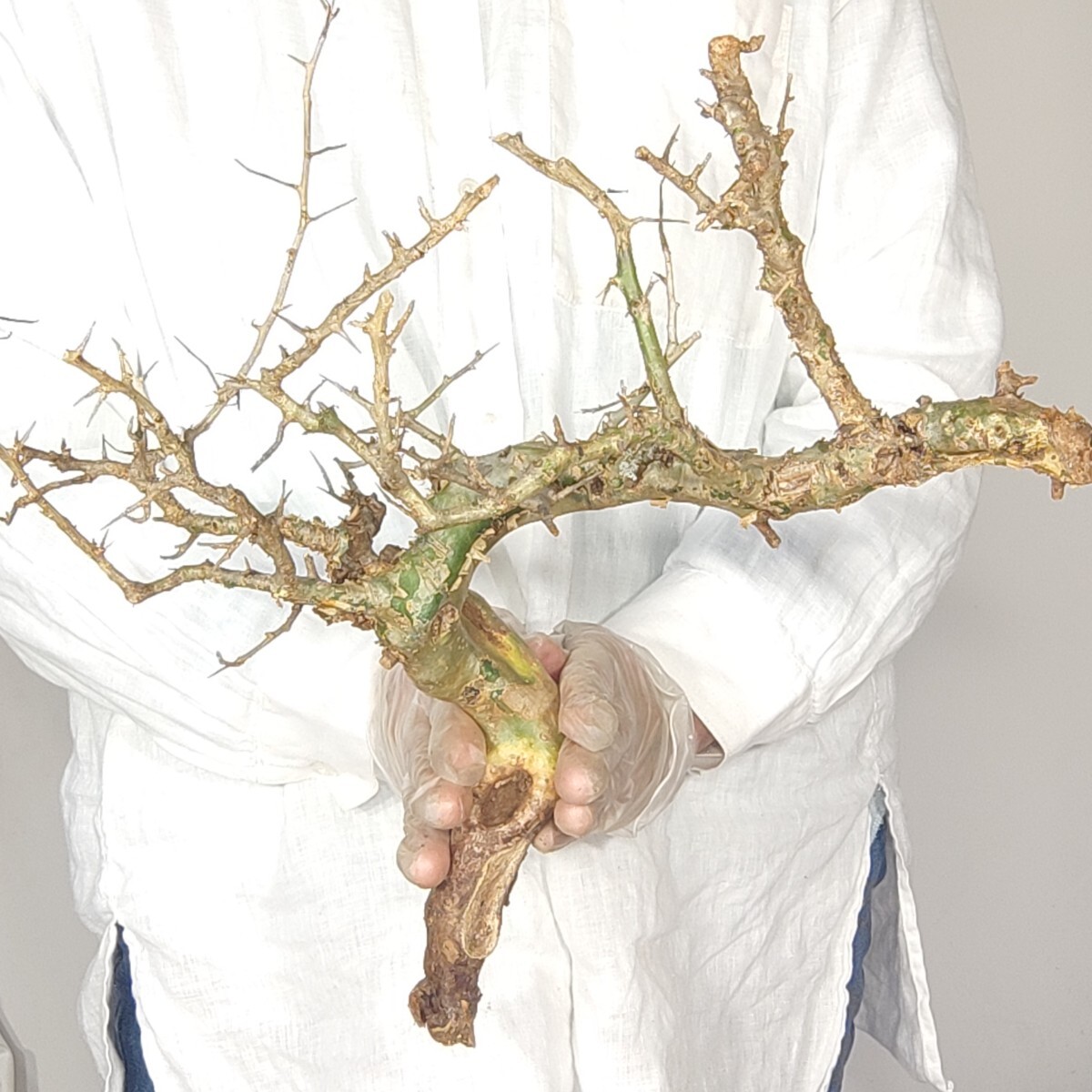 Yahoo!オークション - 【直輸入】カンペストリス F052 コミフォラ・カ...