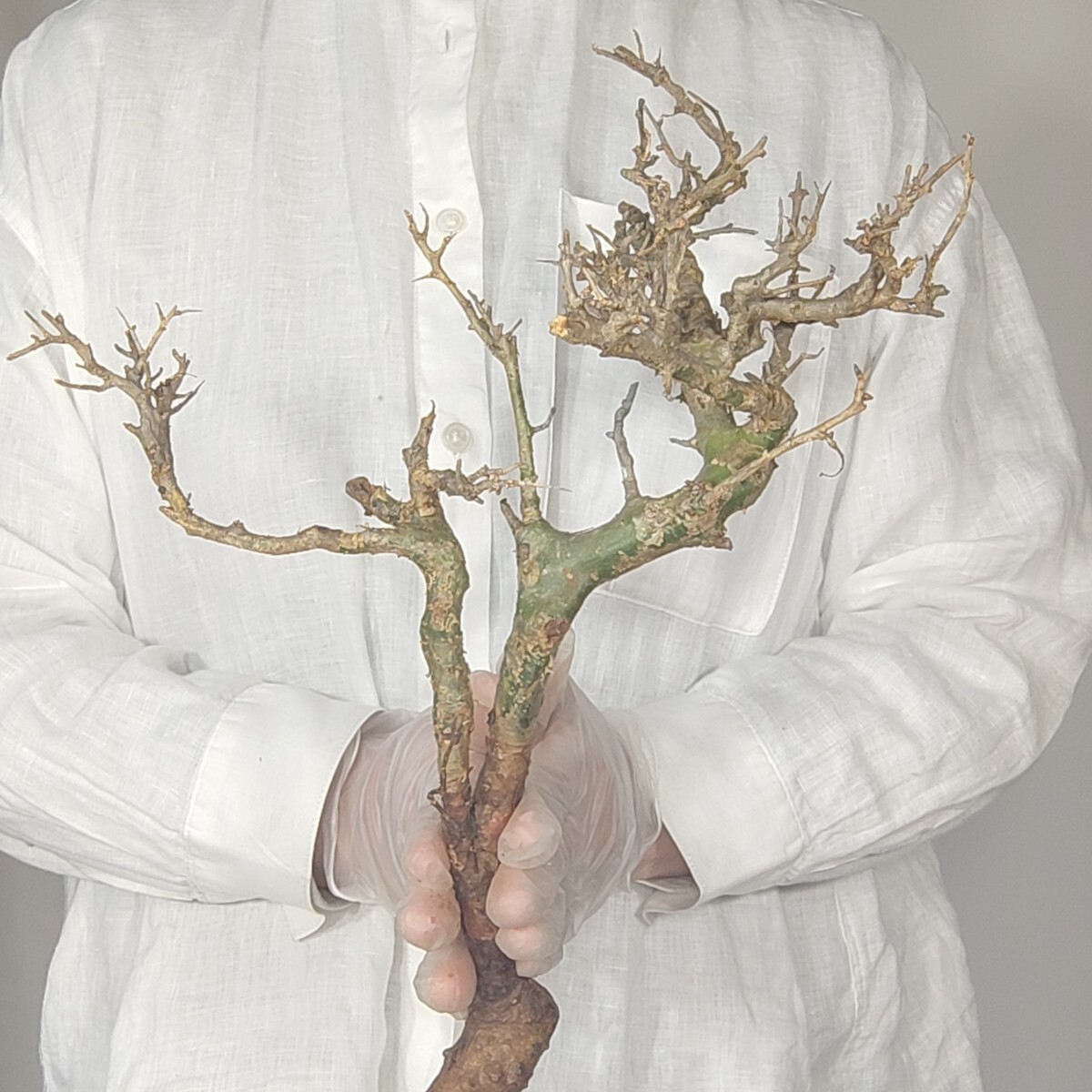 Yahoo!オークション - 【直輸入】カンペストリス F099 コミフォラ・カ...