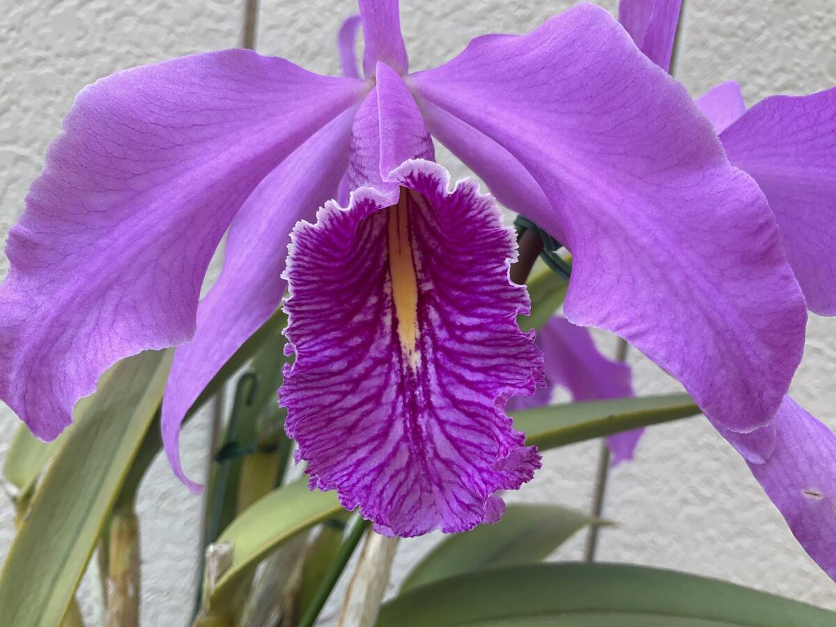 Yahoo!オークション - C.maxima fma 'Osada' BM/JOGA