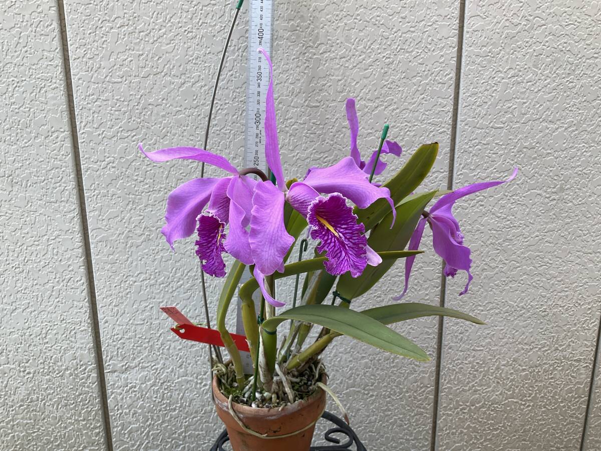 Yahoo!オークション - C.maxima fma 'Osada' BM/JOGA