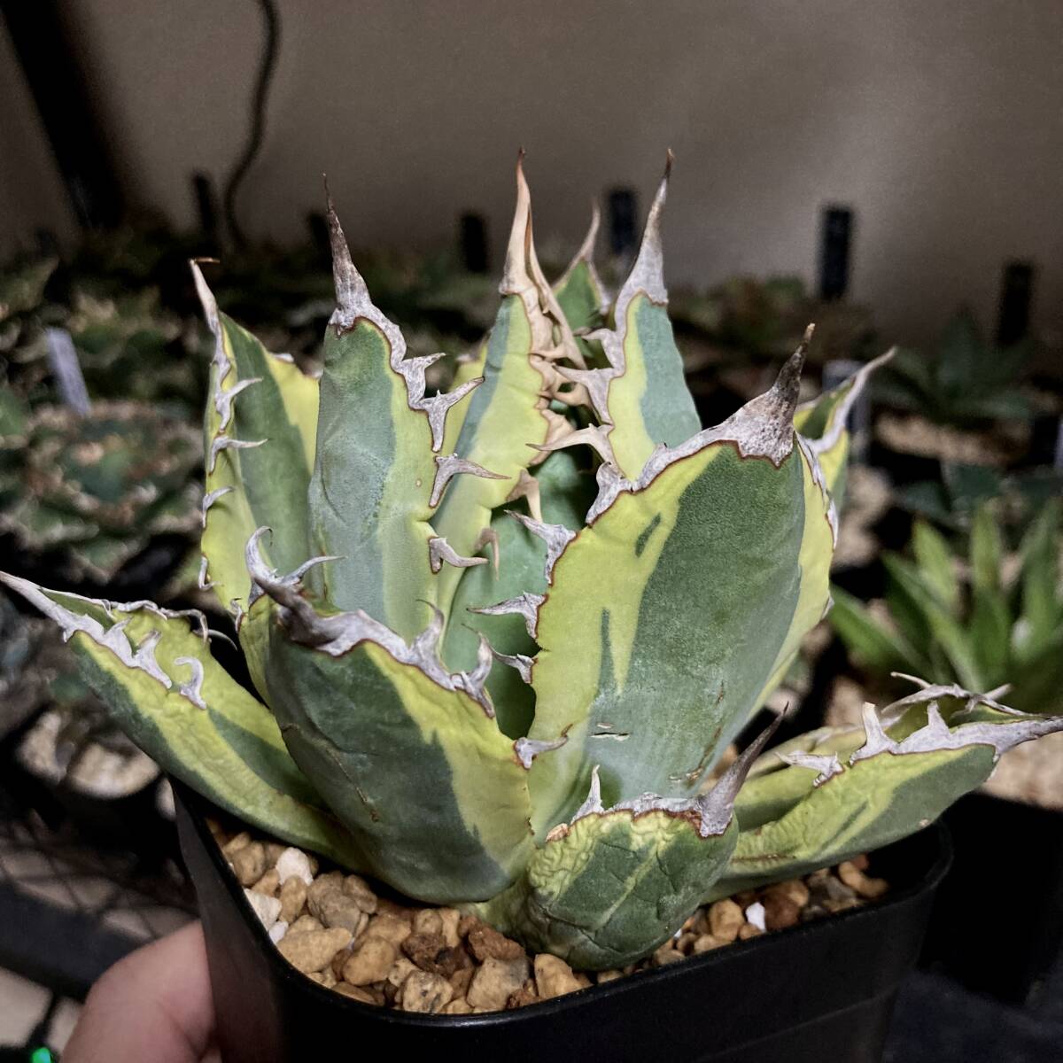 Yahoo!オークション - Agave titanota 特選大株 Snaggle Tooth スナグ...