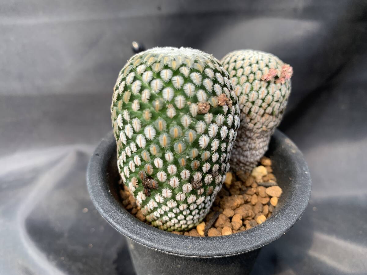 Yahoo!オークション - サボテン・多肉植物 A87 白斜子