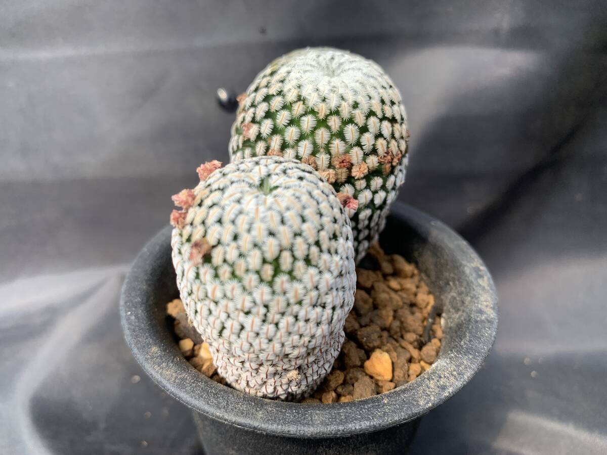 Yahoo!オークション - サボテン・多肉植物 A87 白斜子