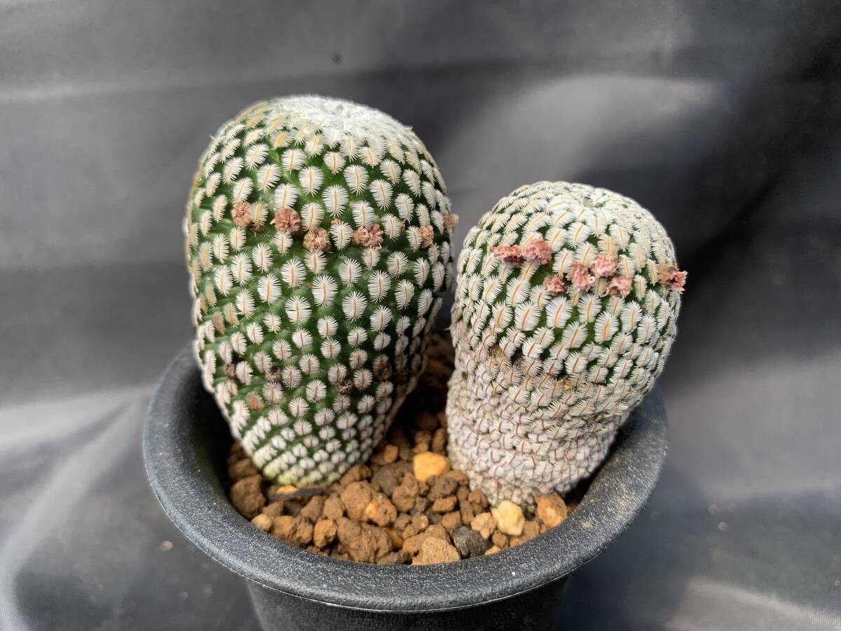 Yahoo!オークション - サボテン・多肉植物 A87 白斜子