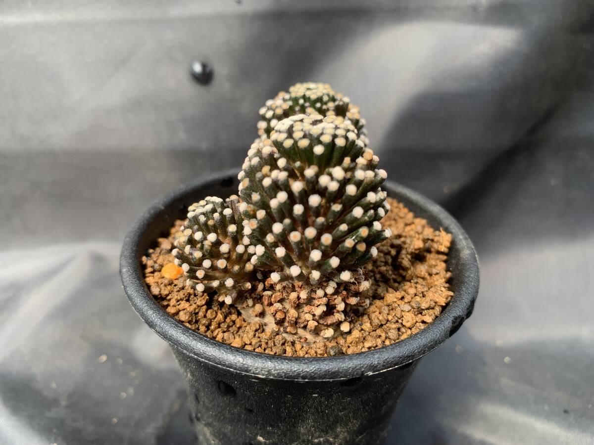 Yahoo!オークション - サボテン・多肉植物 A89 ルエッティ