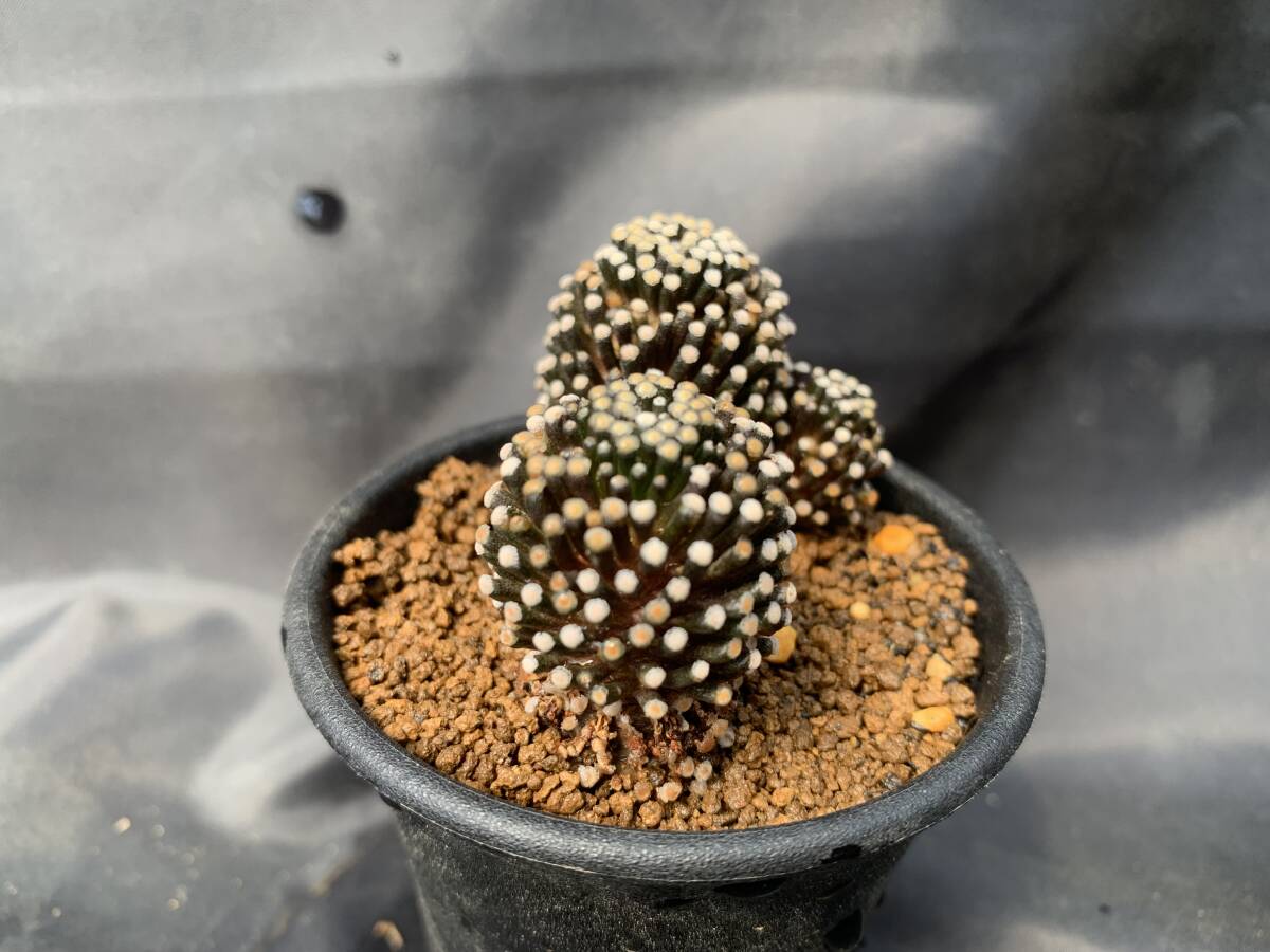 Yahoo!オークション - サボテン・多肉植物 A89 ルエッティ