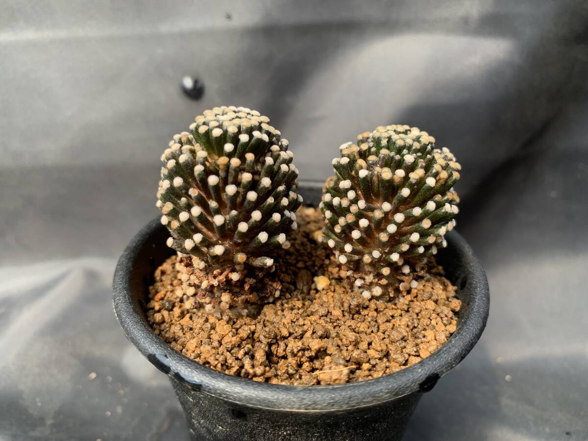 Yahoo!オークション - サボテン・多肉植物 A89 ルエッティ