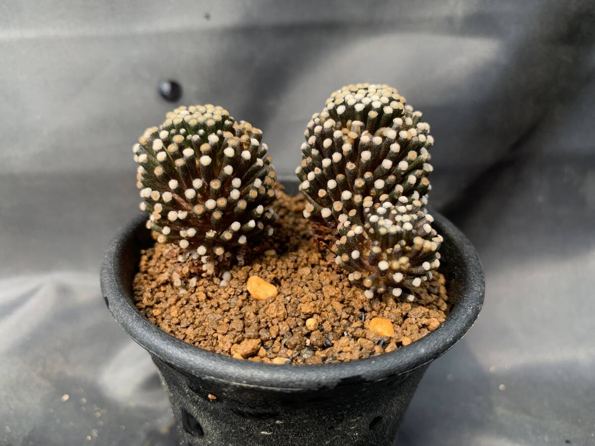 Yahoo!オークション - サボテン・多肉植物 A89 ルエッティ