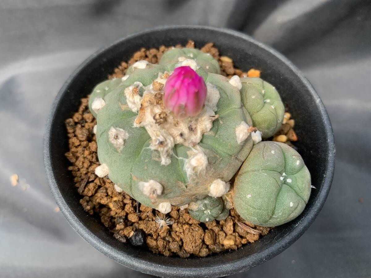 Yahoo!オークション - サボテン・多肉植物 A93 赤花烏羽玉