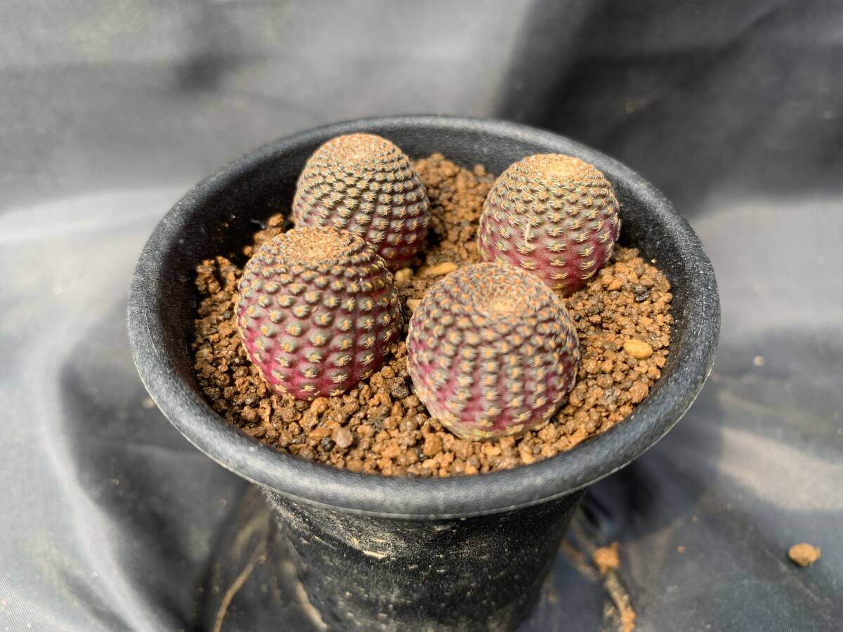 Yahoo!オークション - サボテン・多肉植物 A97 黒斜子