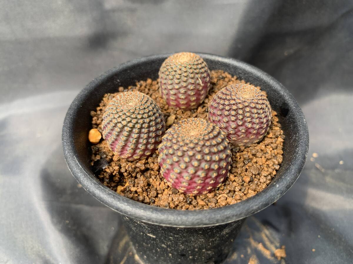 Yahoo!オークション - サボテン・多肉植物 A97 黒斜子