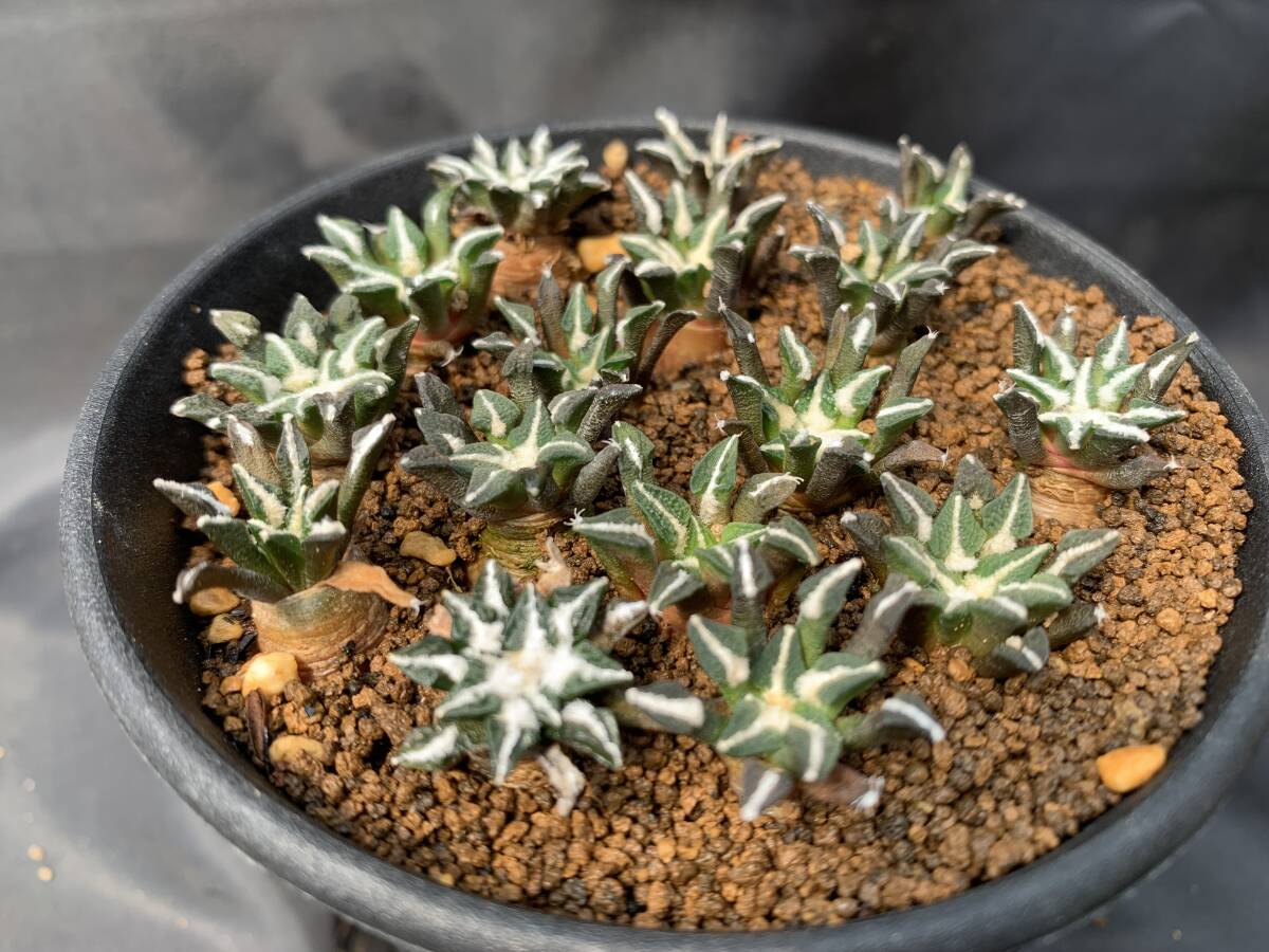 Yahoo!オークション - サボテン・多肉植物 A98 姫牡丹