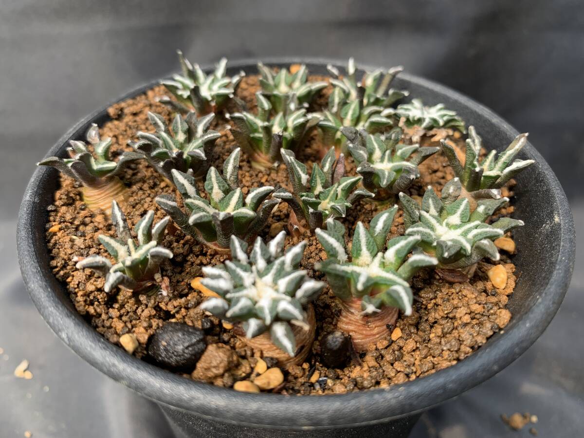 Yahoo!オークション - サボテン・多肉植物 A98 姫牡丹