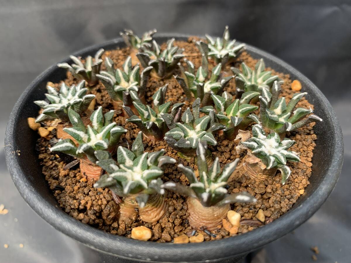 Yahoo!オークション - サボテン・多肉植物 A98 姫牡丹