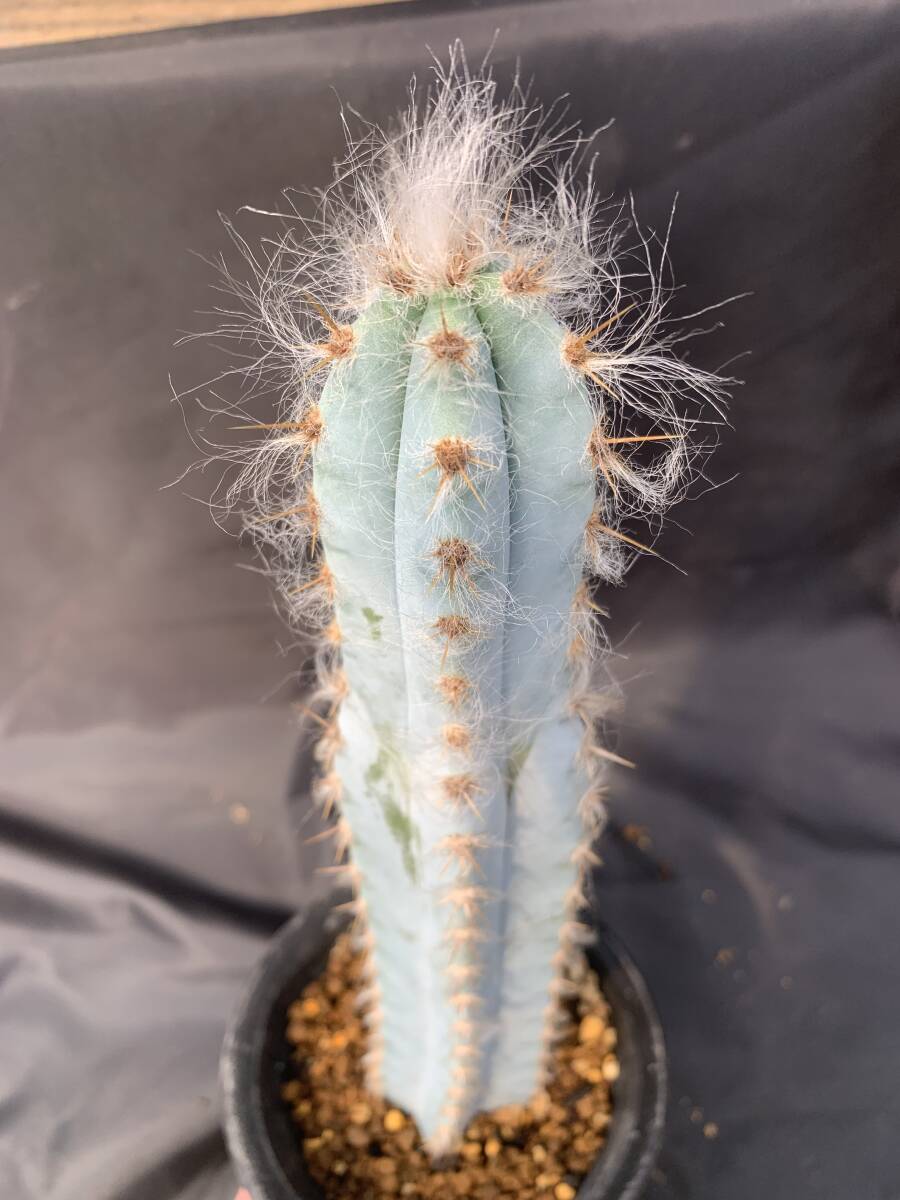 Yahoo!オークション - サボテン・多肉植物 A99 空昇竜