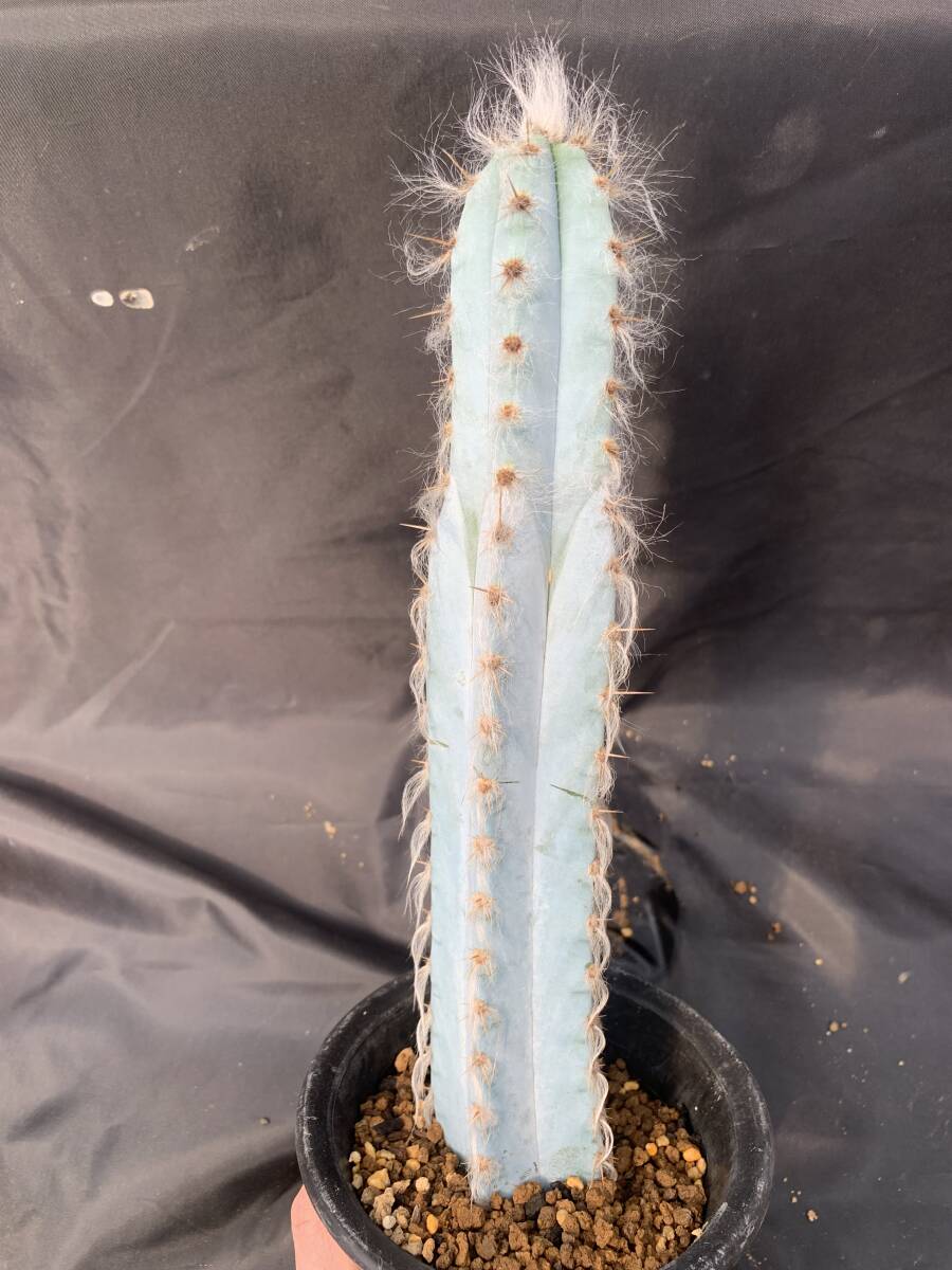 Yahoo!オークション - サボテン・多肉植物 A99 空昇竜