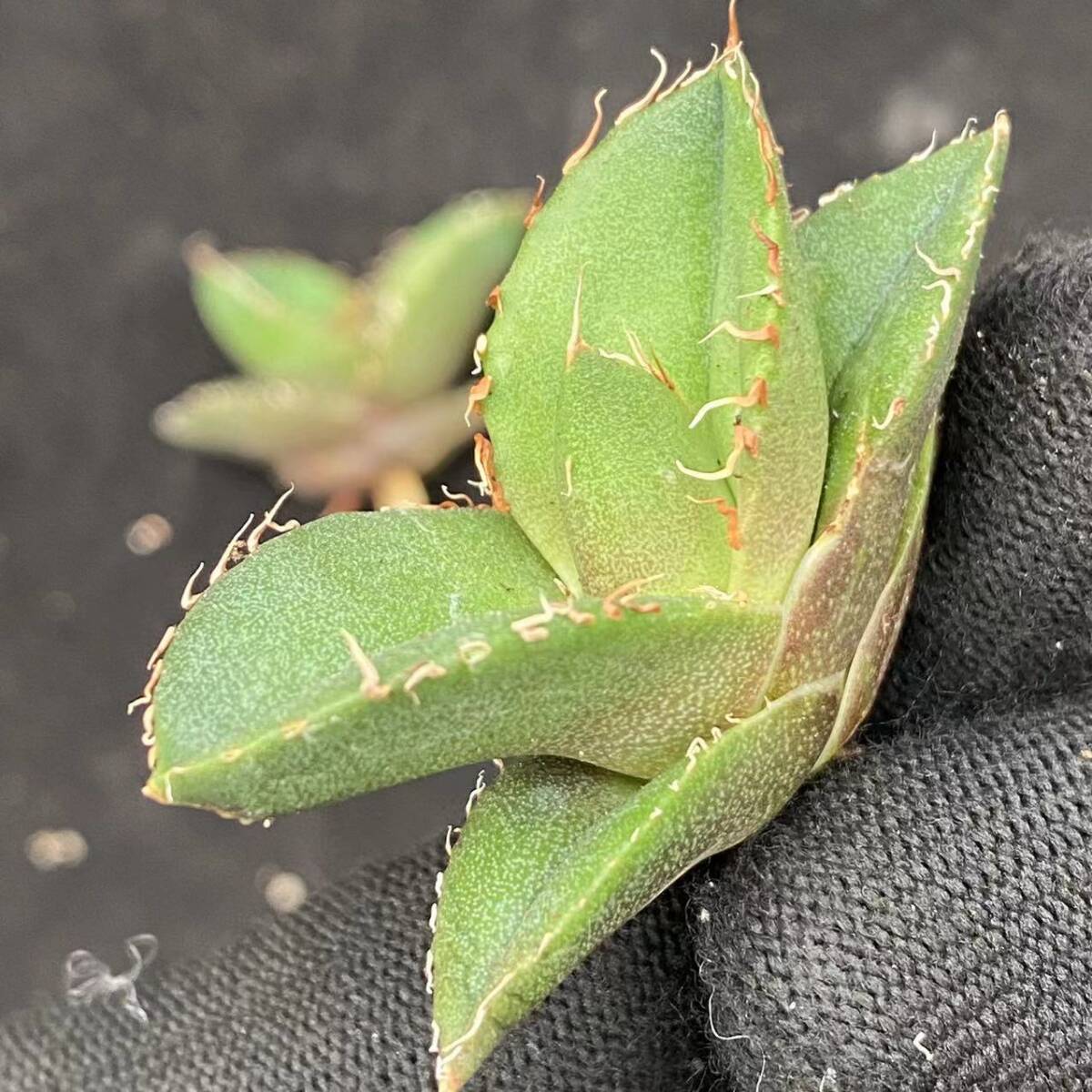 Yahoo!オークション - P75 多肉植物 アガベ チタノタ 冰雹 強棘 極上株...