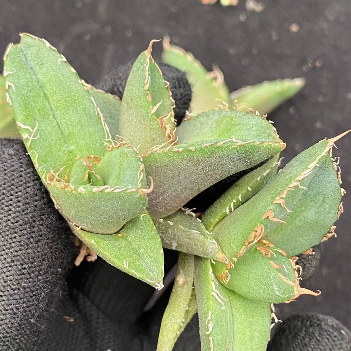 Yahoo!オークション - P76 多肉植物 アガベ チタノタ 冰雹 強棘 極上株...