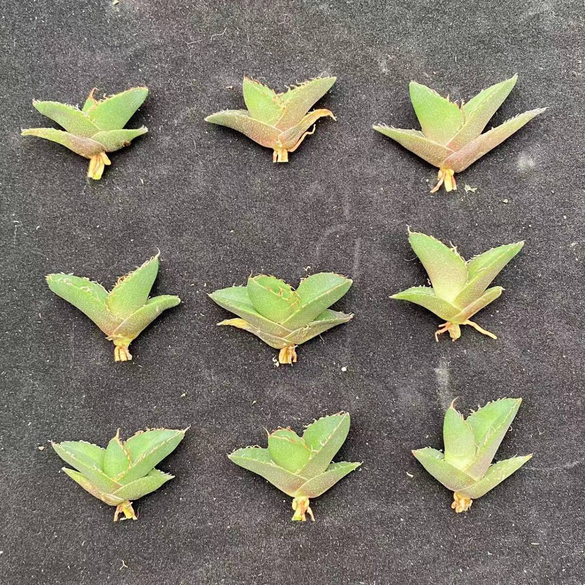 Yahoo!オークション - P76 多肉植物 アガベ チタノタ 冰雹 強棘 極上株...