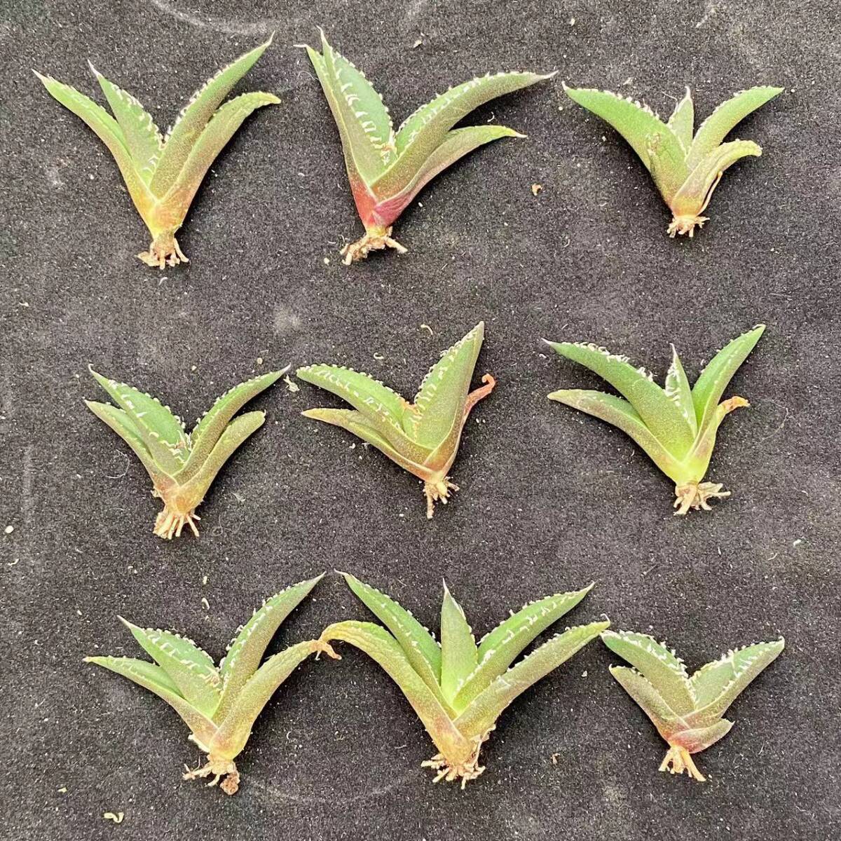 Yahoo!オークション - P81 多肉植物 アガベチタノタ 大白鯊 ホオジロザ...