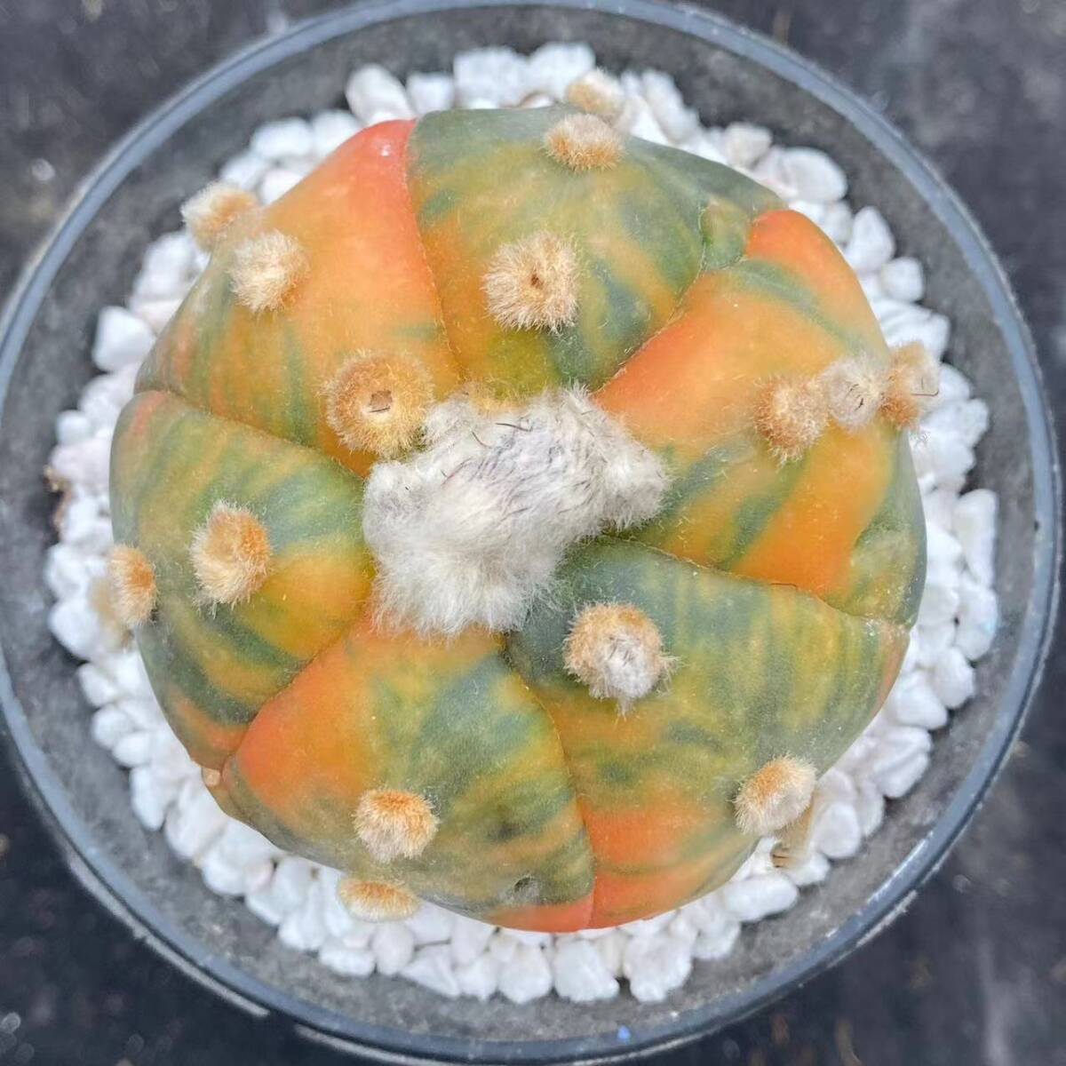 Yahoo!オークション - 97U 多肉植物 サボテン 大疣瑠璃兜錦 極上株