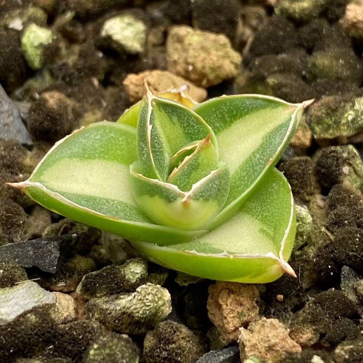 485 多肉植物 アガベ ピンキー 中斑錦 キンピー Pinky A型王妃笹 485 多肉植物 アガベ ピンキー 中斑錦 キンピー Pinky A型王妃笹