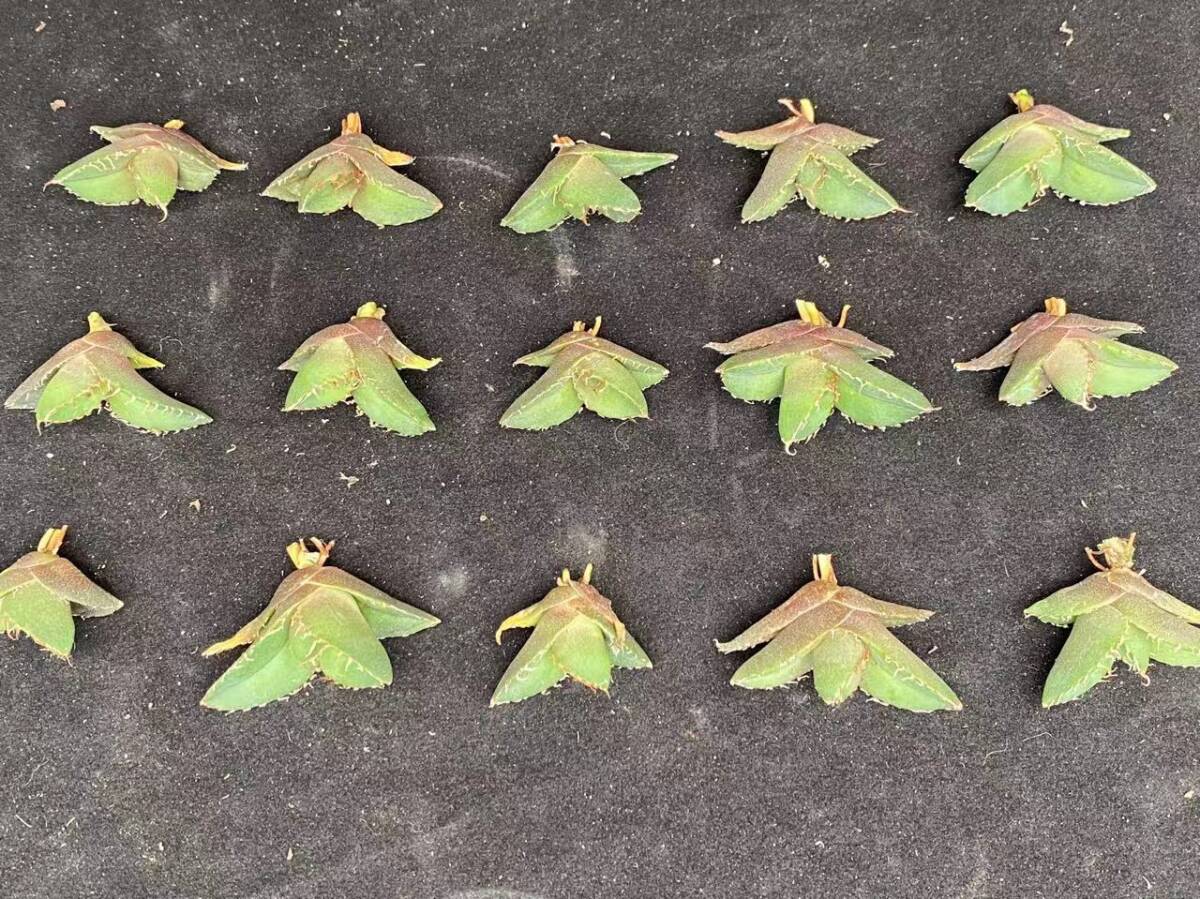 Yahoo!オークション - P77 多肉植物 アガベ チタノタ 冰雹 強棘 極上株...