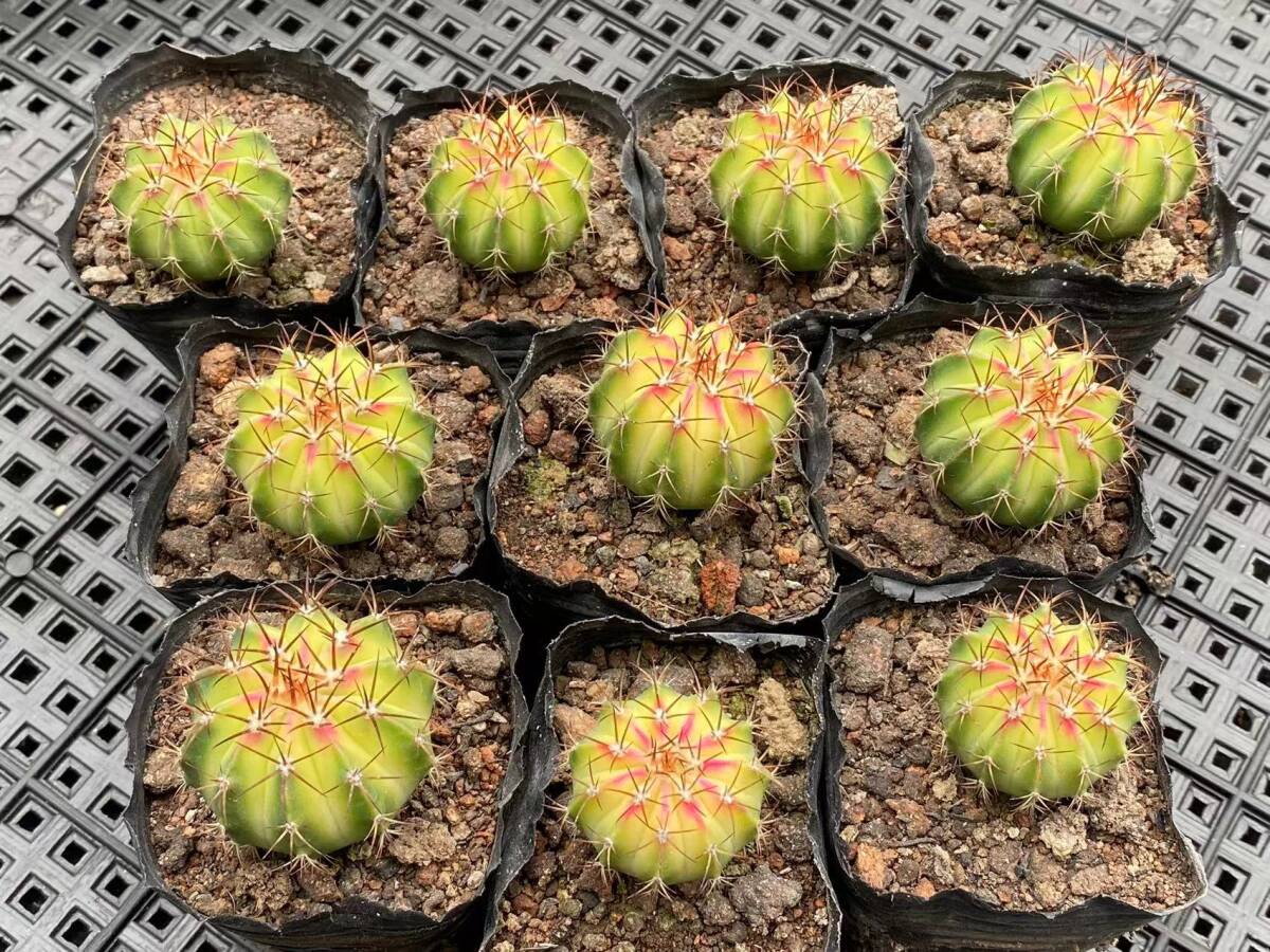 Yahoo!オークション - P48 多肉植物 サボテン 実生 seedling 錦