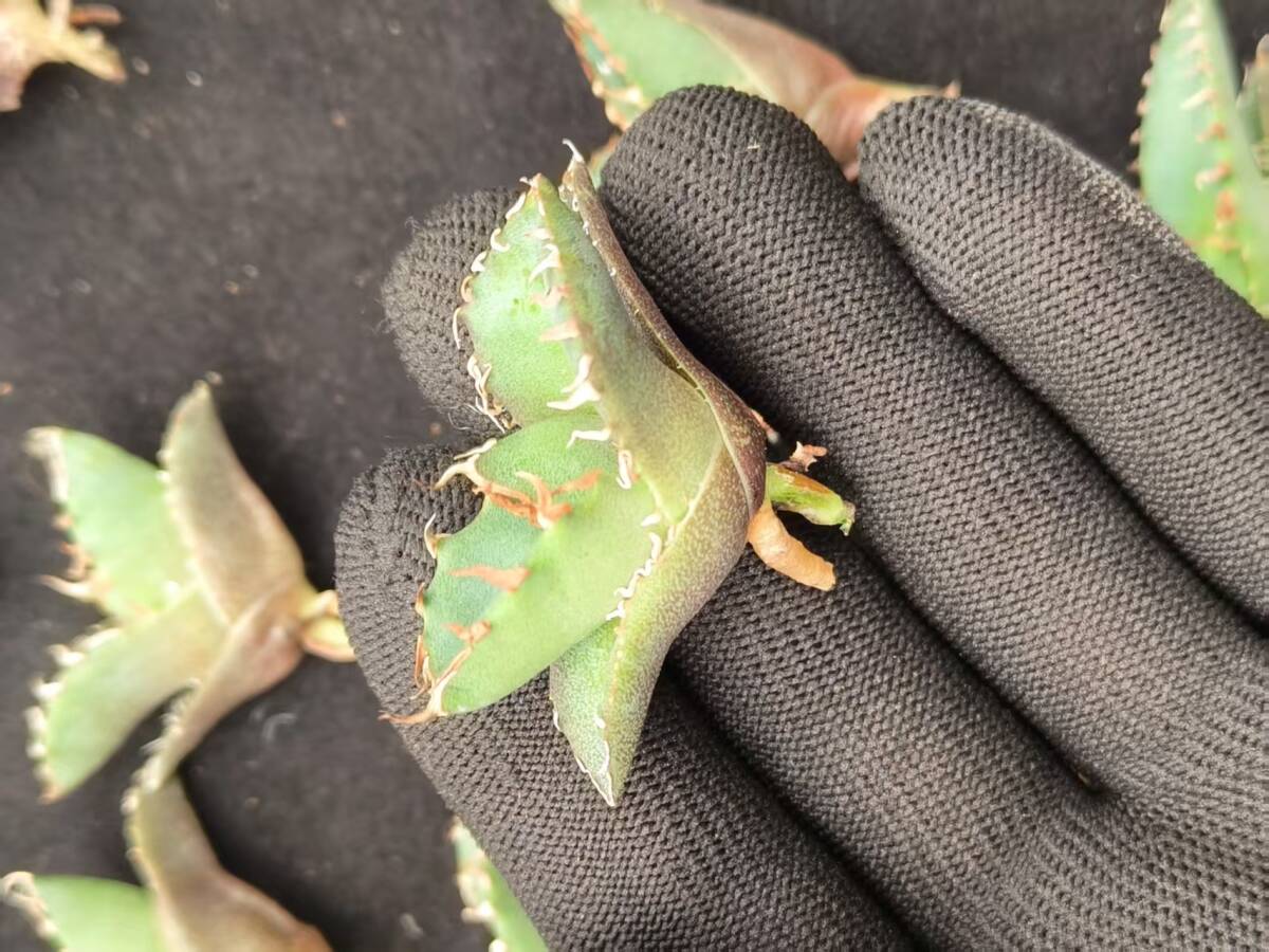 Yahoo!オークション - P62 多肉植物 アガベ チタノタ シロサイ 白犀牛 ...