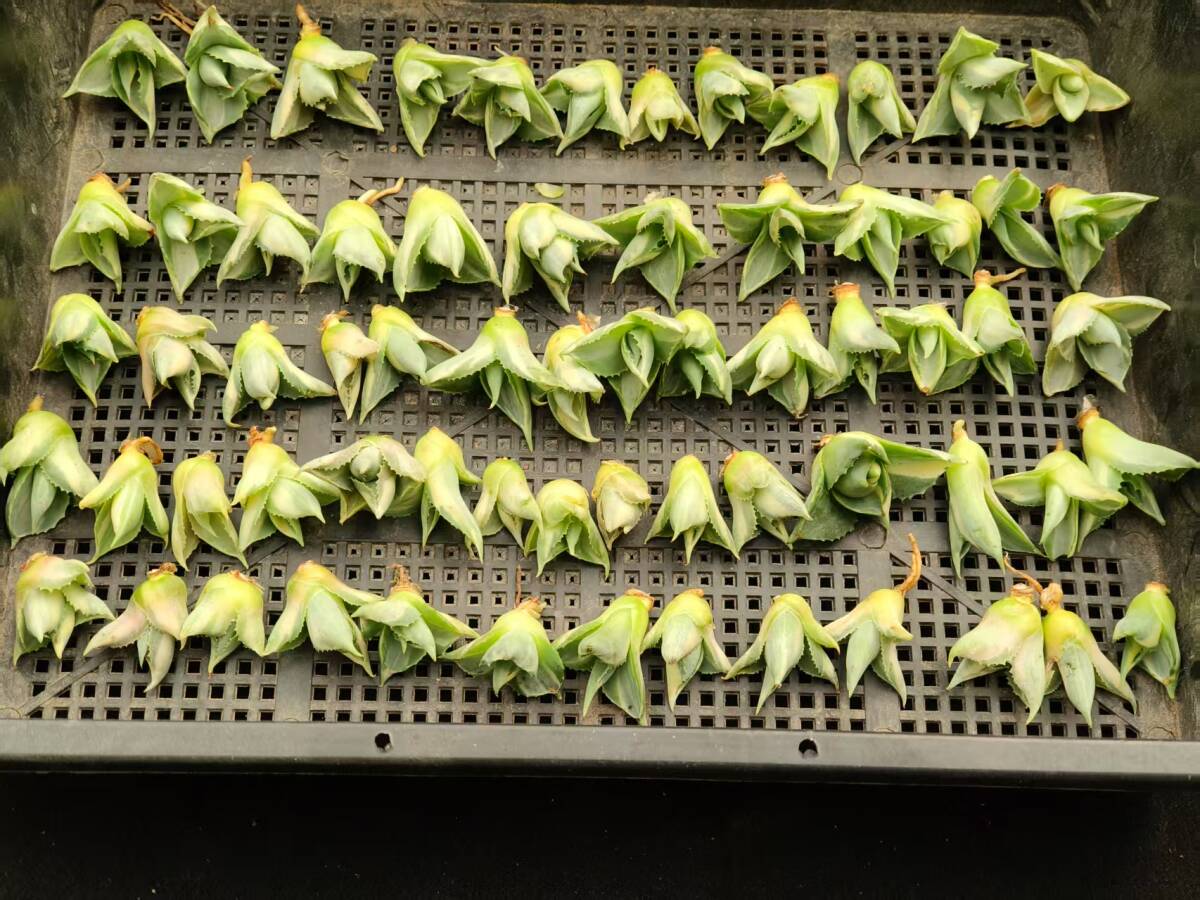 Yahoo!オークション - 67X 多肉植物 アガベ 王妃雷神錦 白中斑錦 特選...