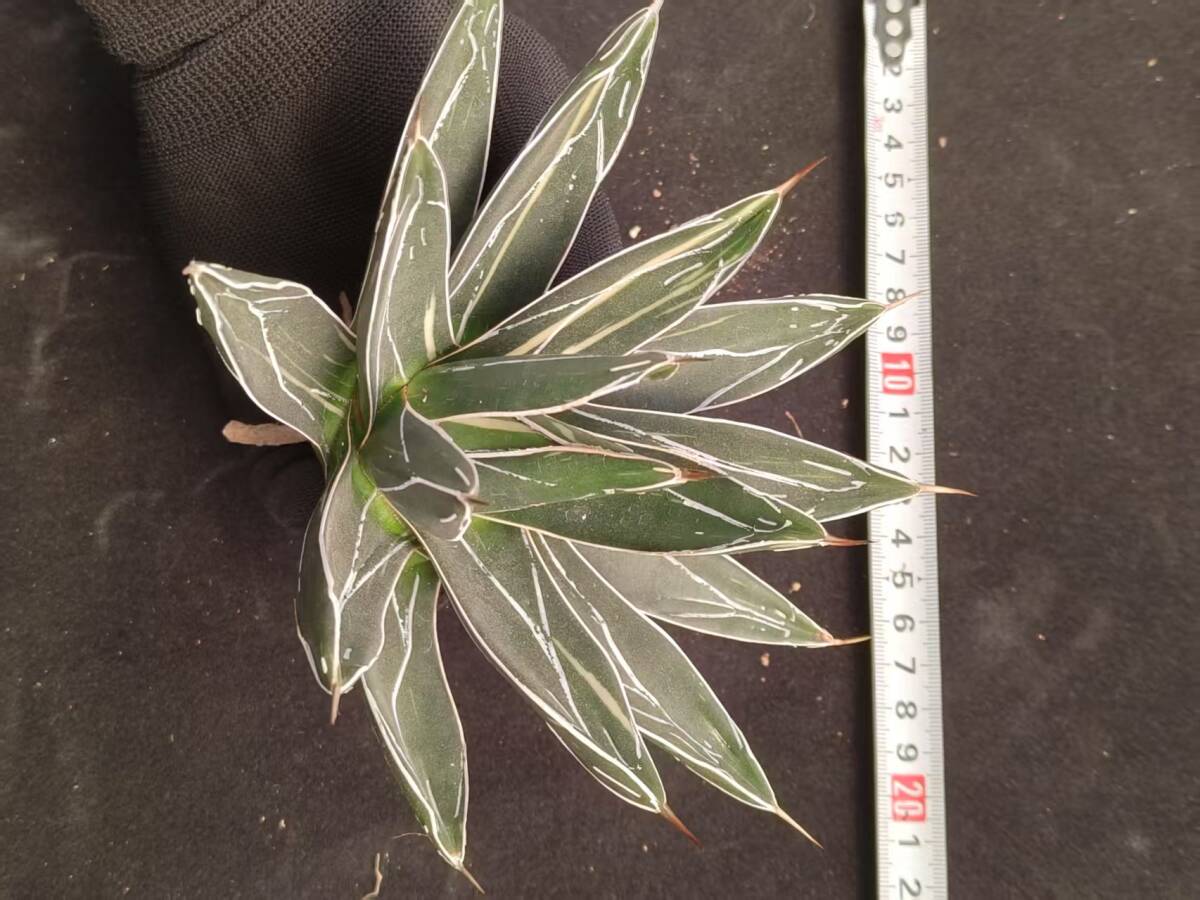 Yahoo!オークション - 72X 多肉植物 アガベ 丸い叶笹の雪 鮮明錦 白錦 ...