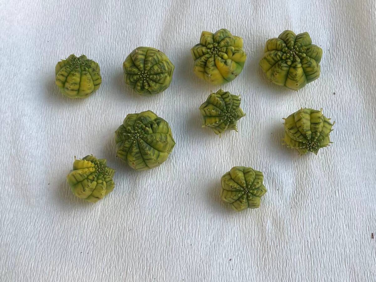 Yahoo!オークション - 108X 多肉植物 サボテン ユーフォルビア オベサ ...