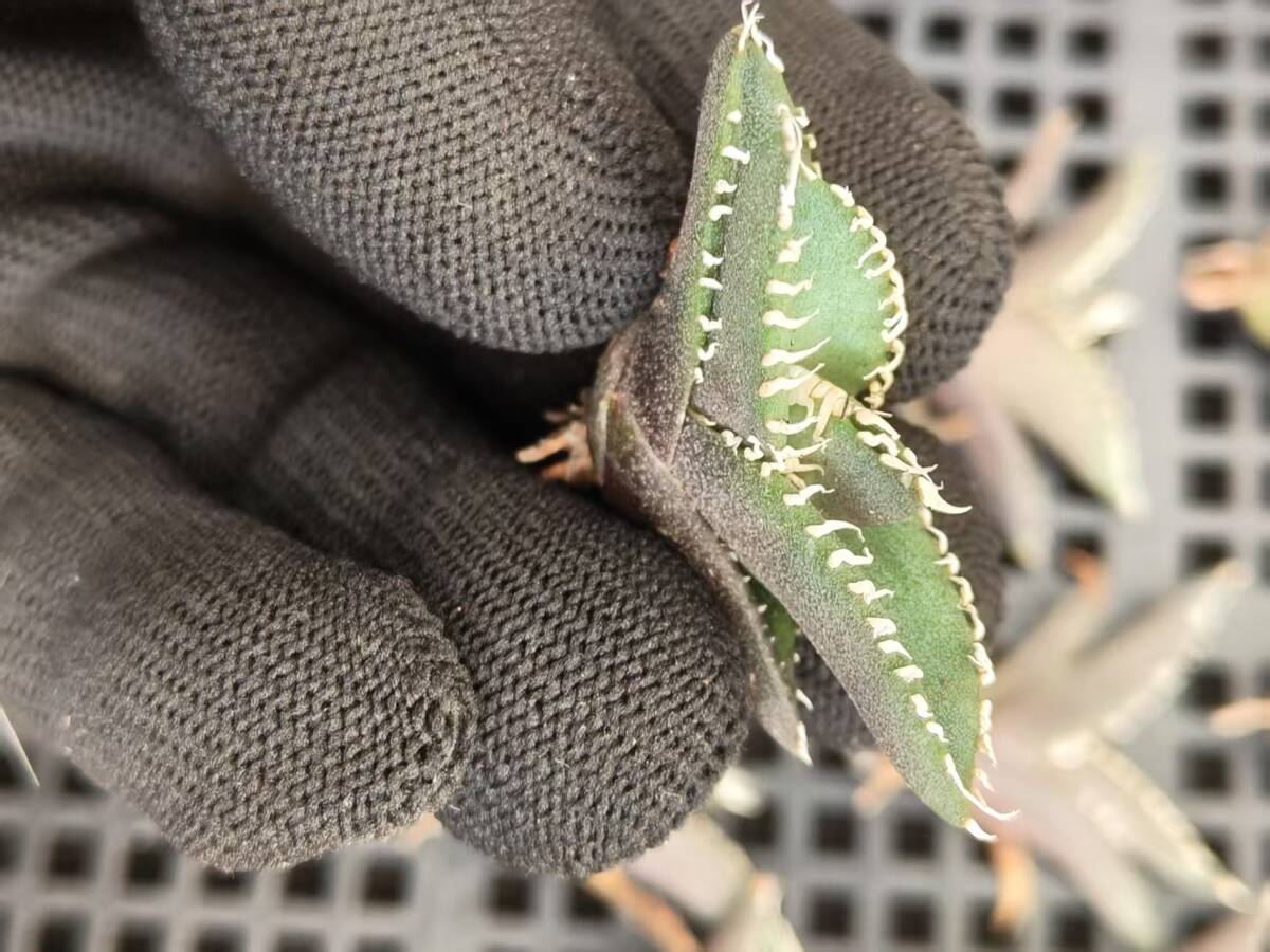 Yahoo!オークション - K59 アガベ チタノタ ゴジラ GODZILLA 台湾株 特...