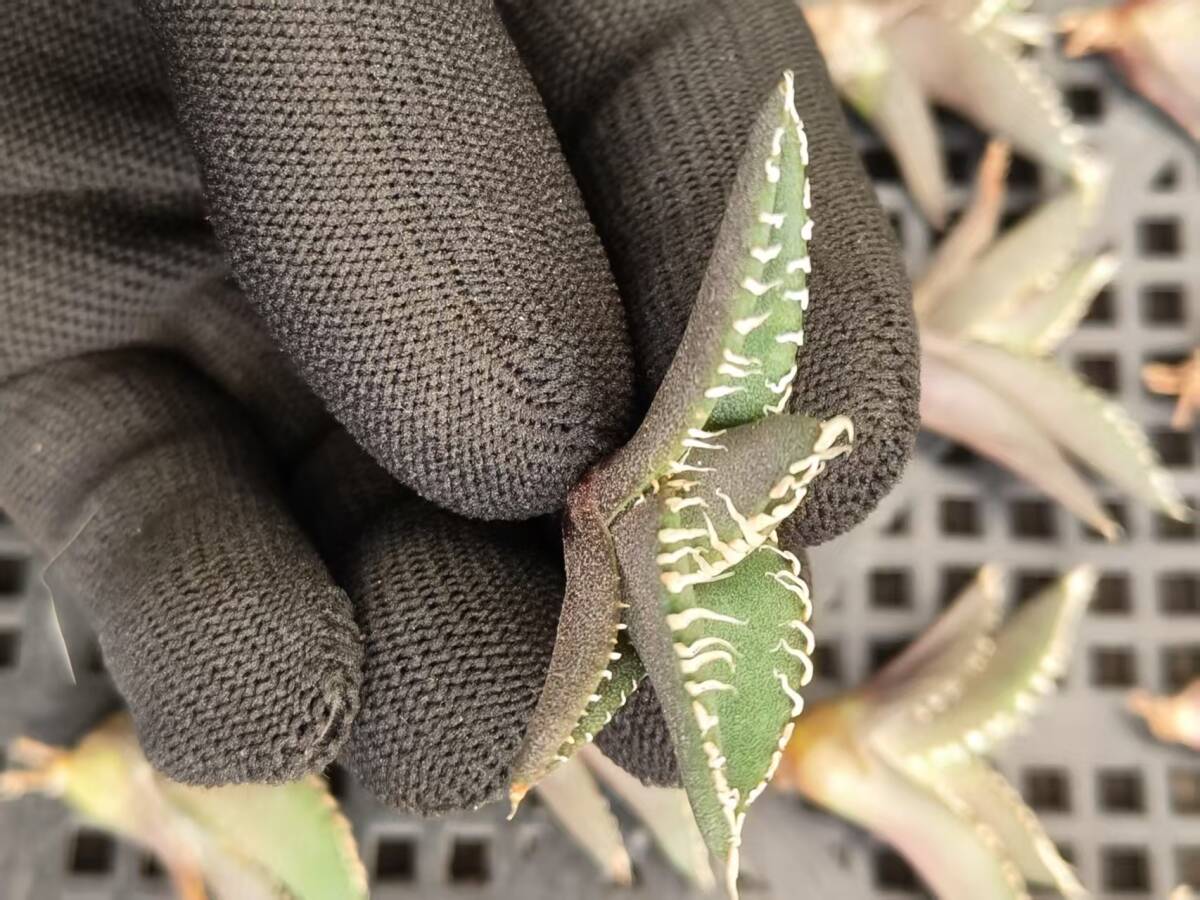 Yahoo!オークション - K59 アガベ チタノタ ゴジラ GODZILLA 台湾株 特...