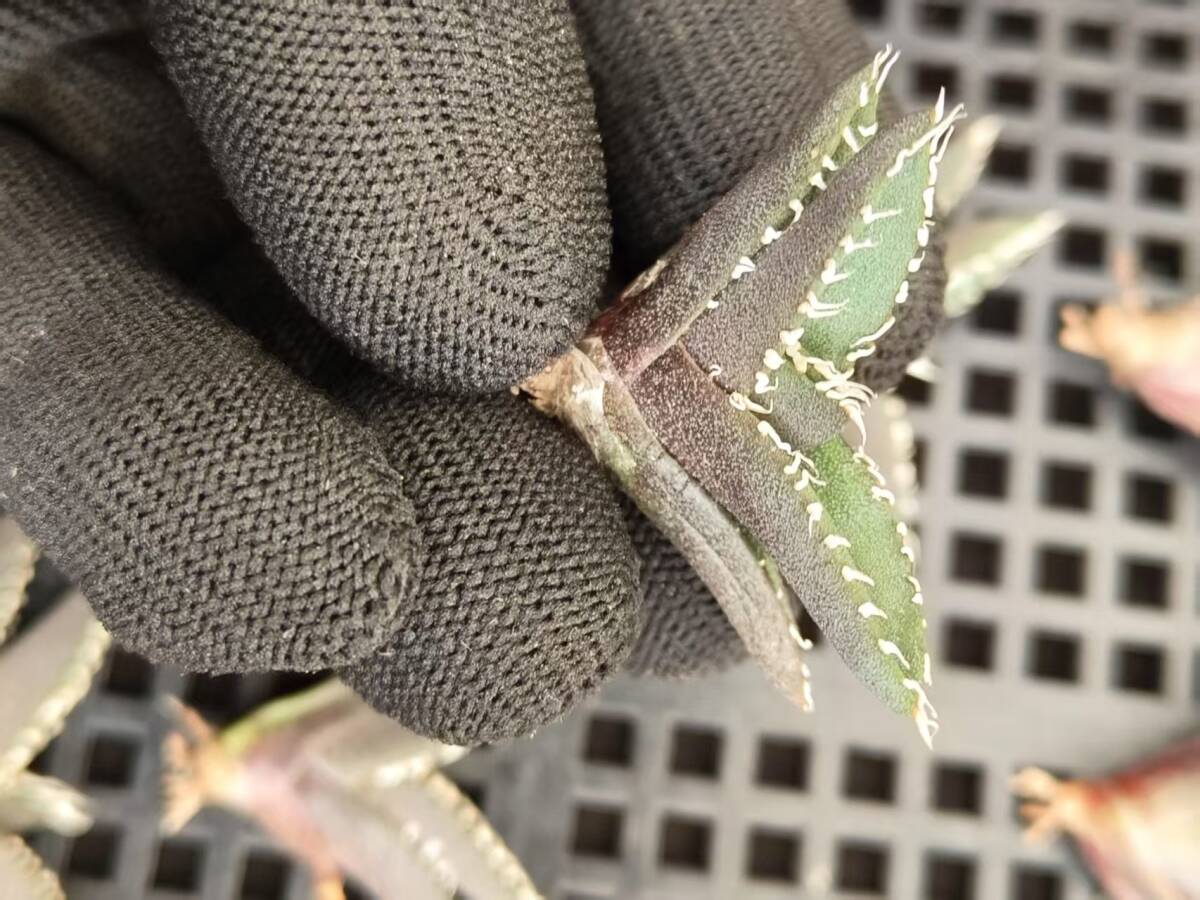 Yahoo!オークション - K59 アガベ チタノタ ゴジラ GODZILLA 台湾株 特...