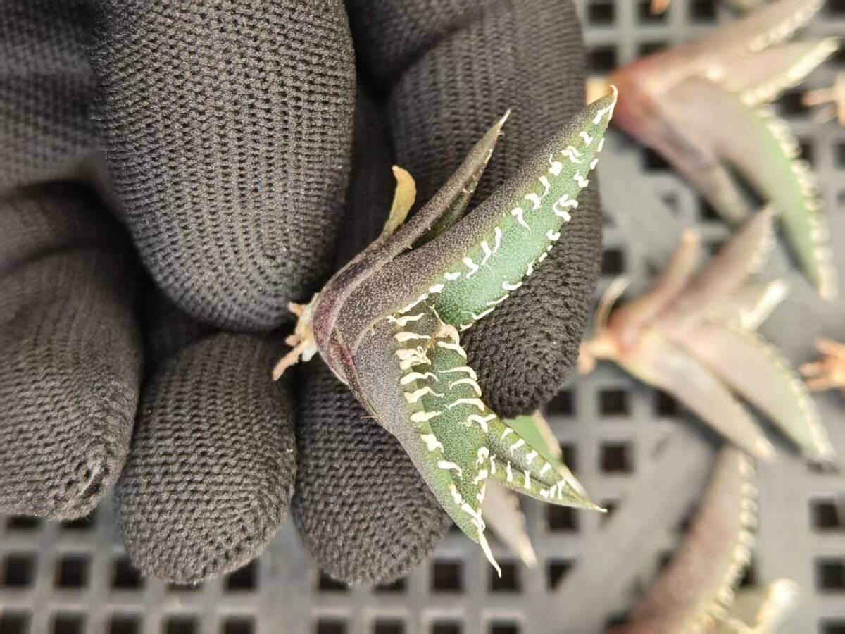 Yahoo!オークション - K59 アガベ チタノタ ゴジラ GODZILLA 台湾株 特...