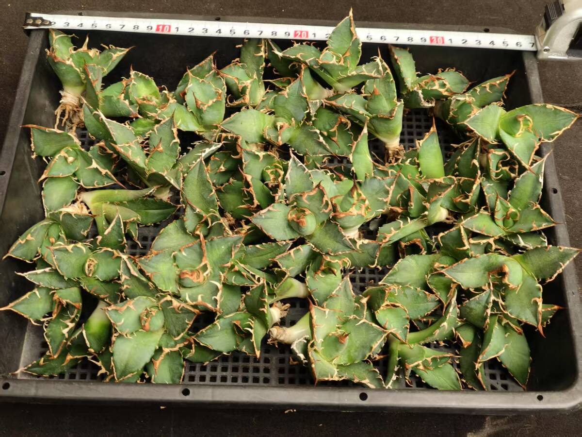 Yahoo!オークション - 597 多肉植物 アガベ チタノタ 凱撒 SUPER CAESA...