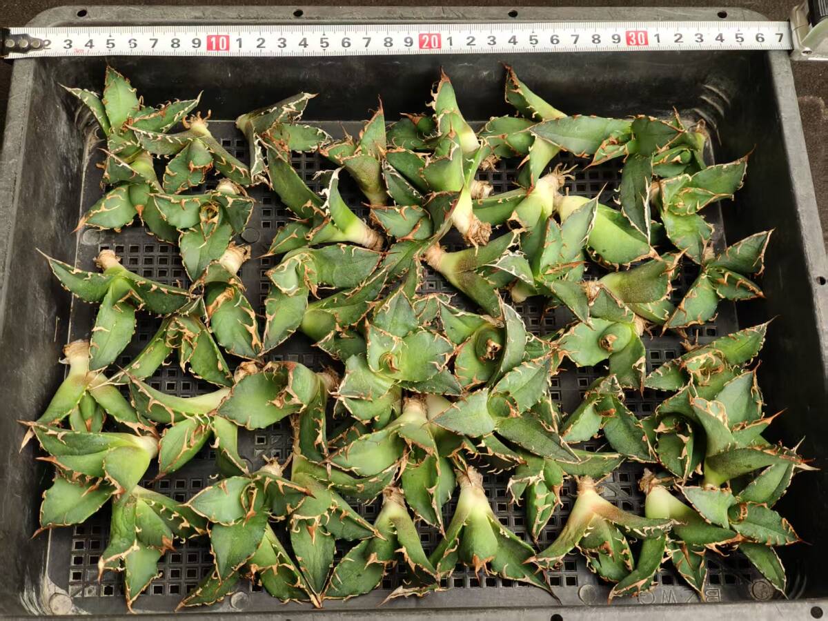 Yahoo!オークション - 598 多肉植物 アガベ チタノタ 凱撒 SUPER CAESA...