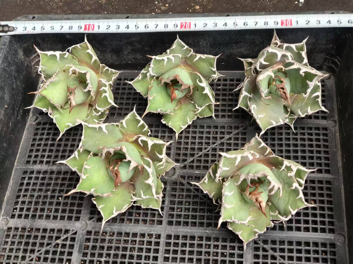 Yahoo!オークション - 631 多肉植物 アガベ チタノタ 凱撒 SUPER CAESA...