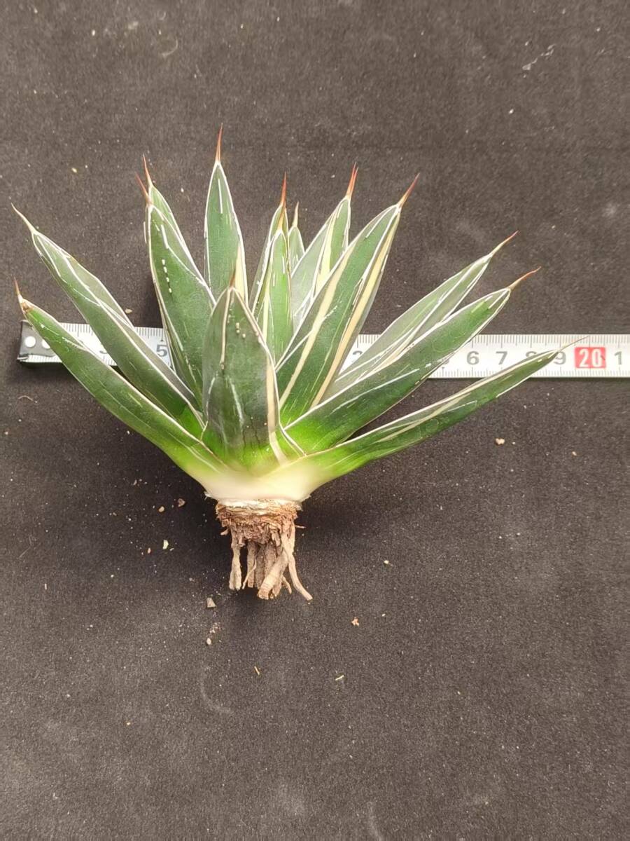 Yahoo!オークション - 72X 多肉植物 アガベ 丸い叶笹の雪 鮮明錦 白錦 ...